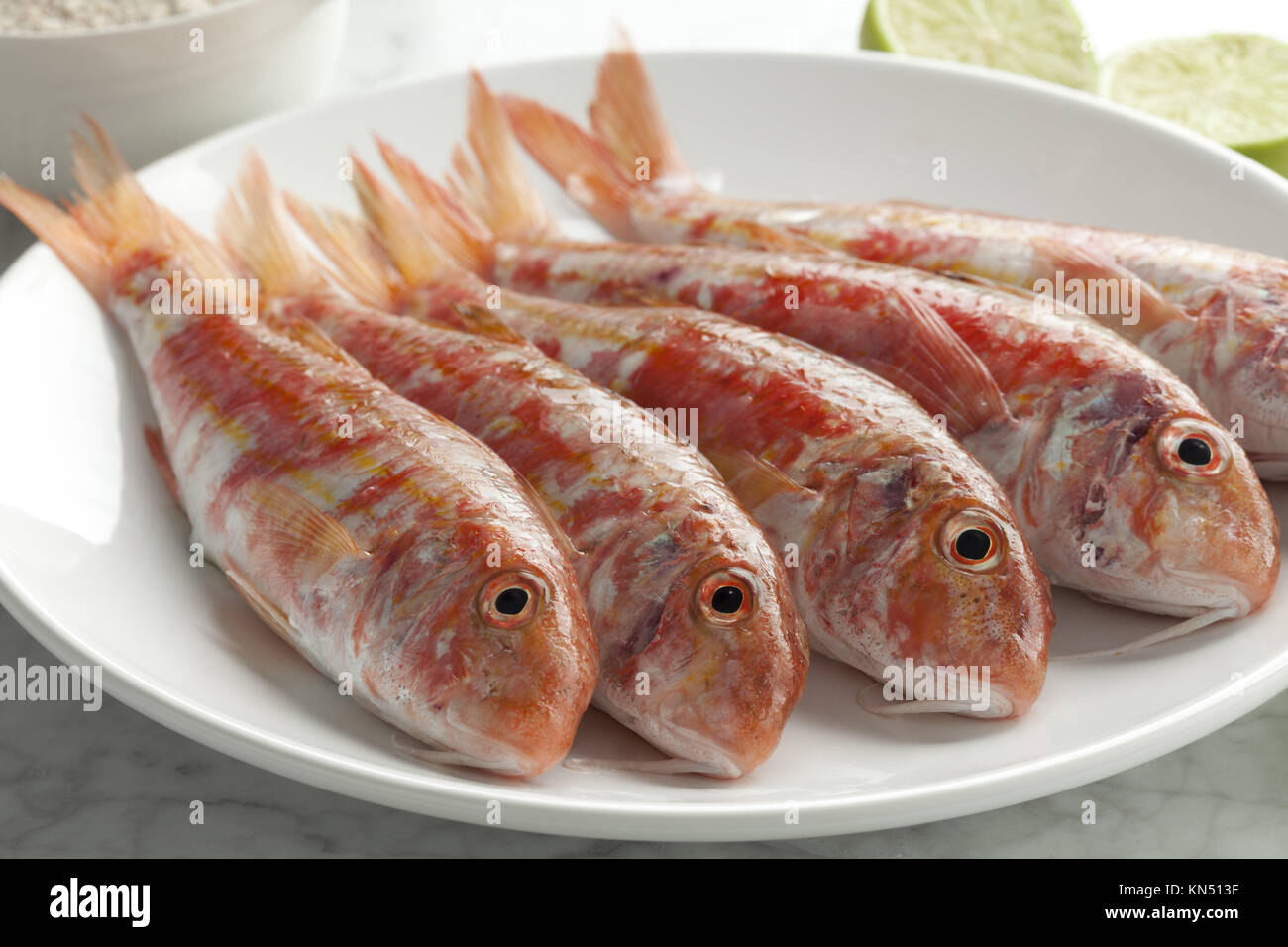 Gestreifte rotbarbe -Fotos und -Bildmaterial in hoher Auflösung – Alamy