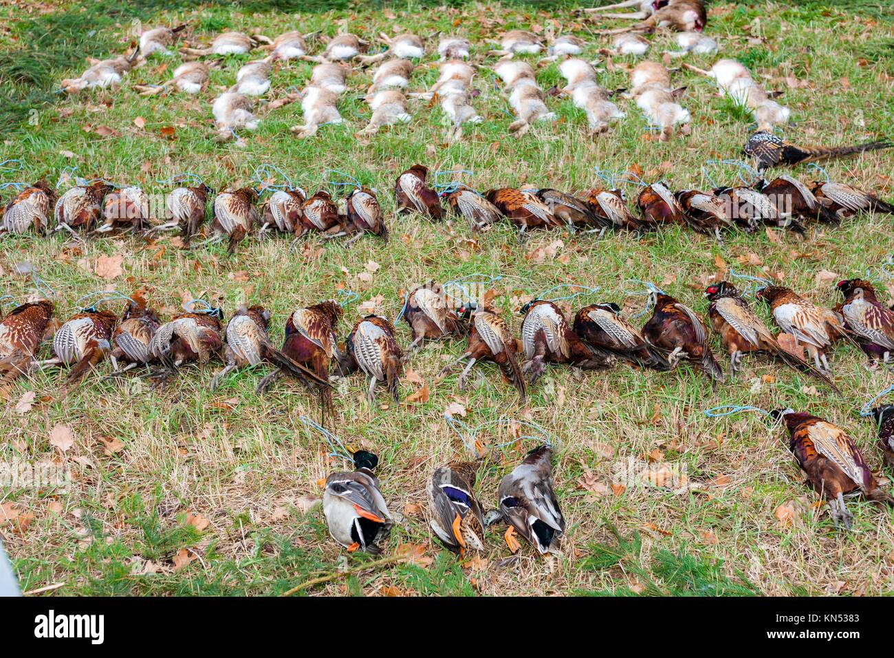 Schließt der gefangene Tiere Stockfotografie - Alamy