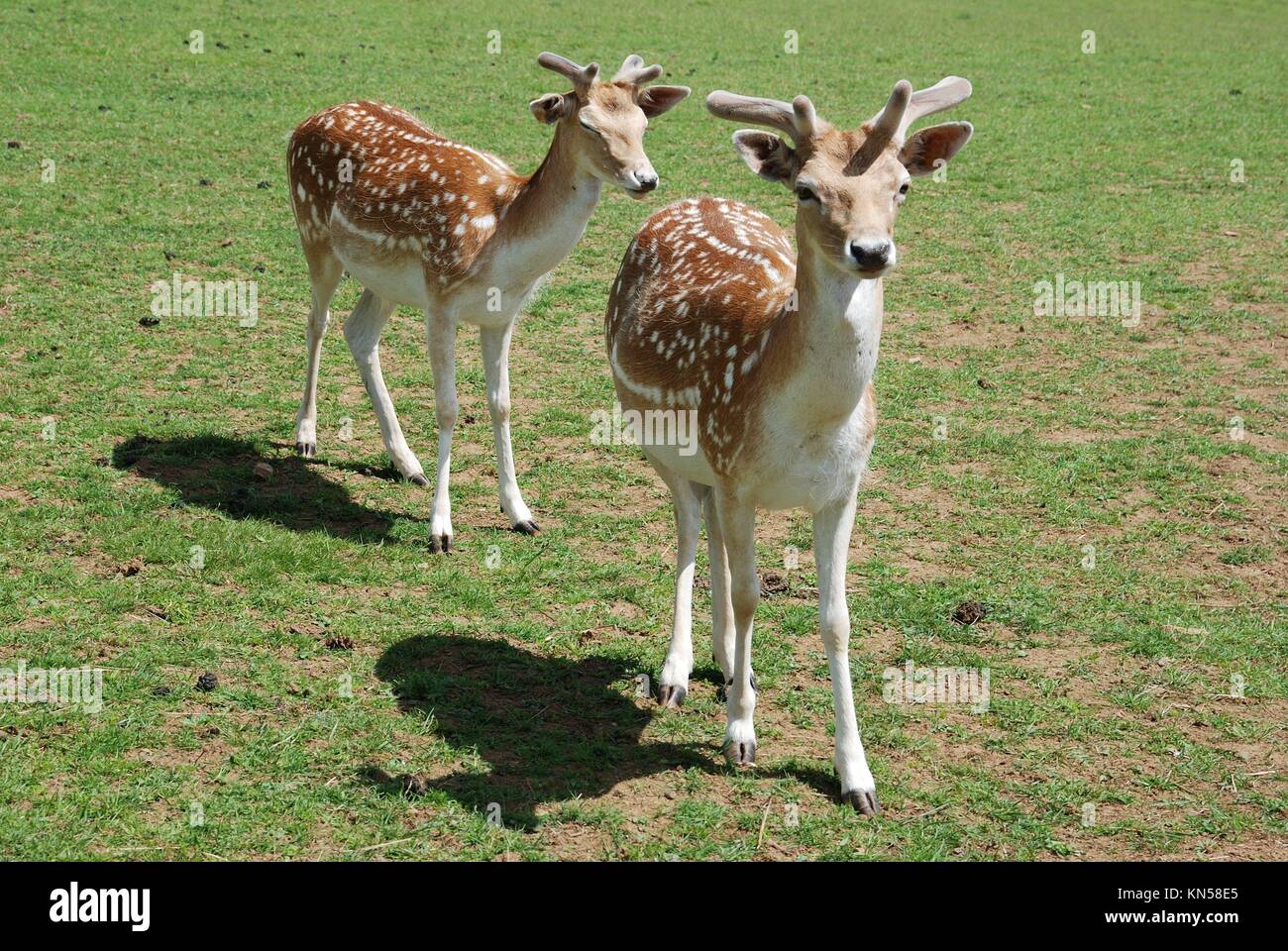 Dama Dama Stockfotos und -bilder Kaufen - Alamy