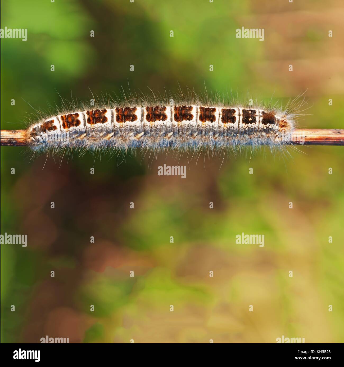 Gelbe und schwarze motten makro -Fotos und -Bildmaterial in hoher ...