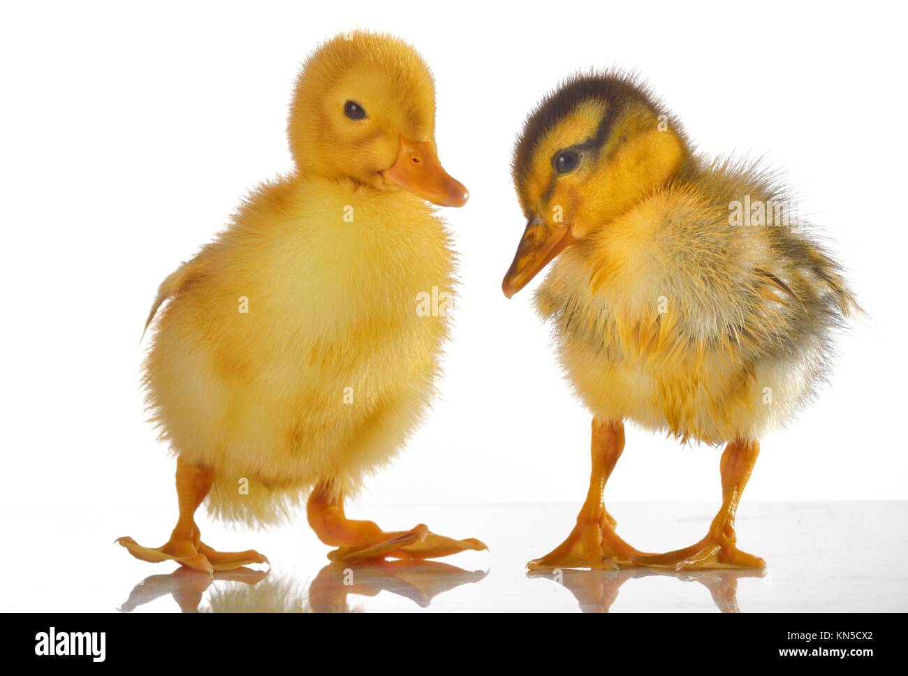 Zwei gelbe Ente auf weißem Hintergrund Stockfotografie - Alamy