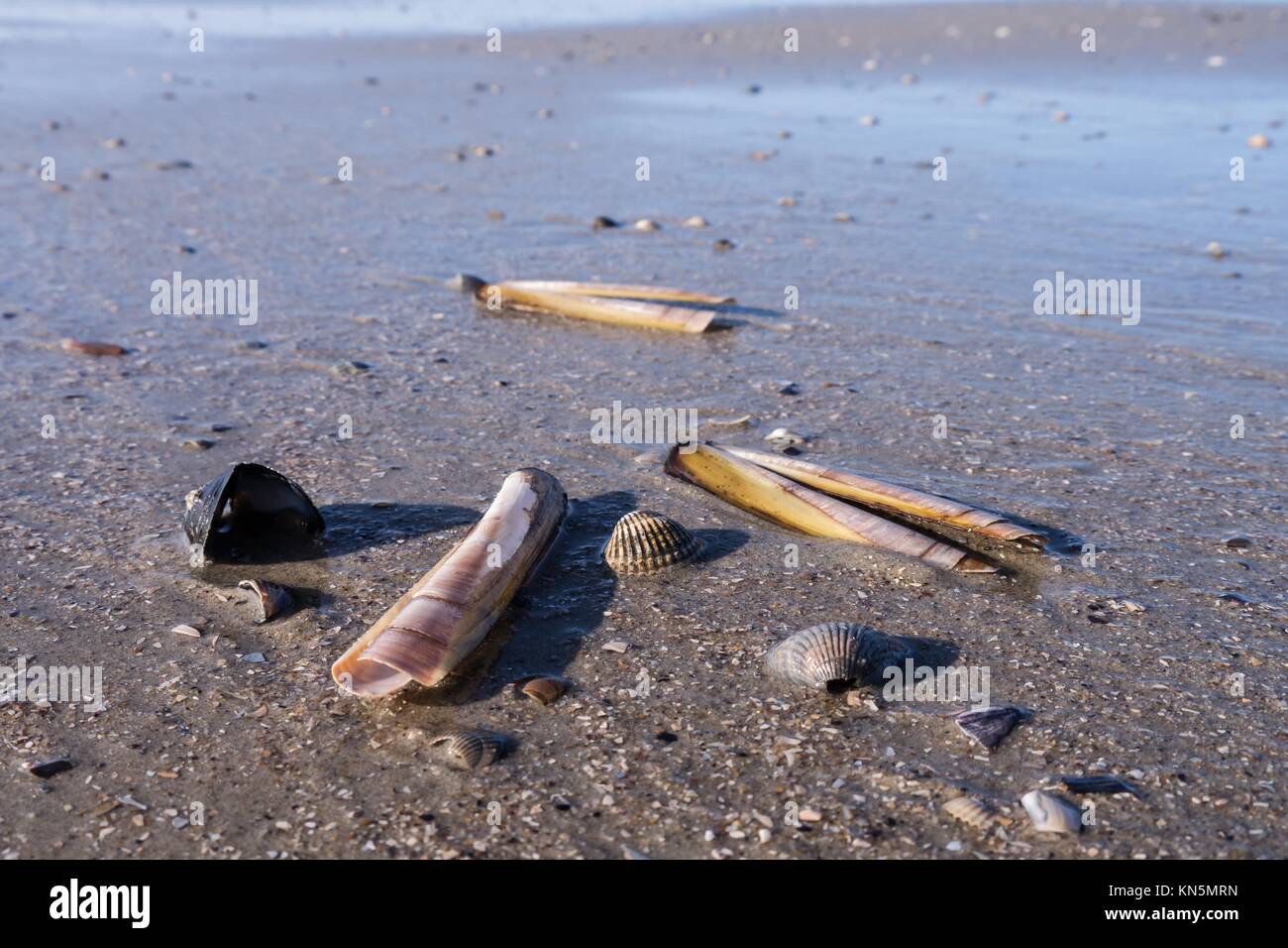 Nordsee muscheln -Fotos und -Bildmaterial in hoher Auflösung – Alamy