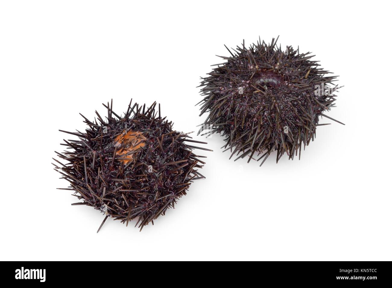 In seeigeln -Fotos und -Bildmaterial in hoher Auflösung – Alamy