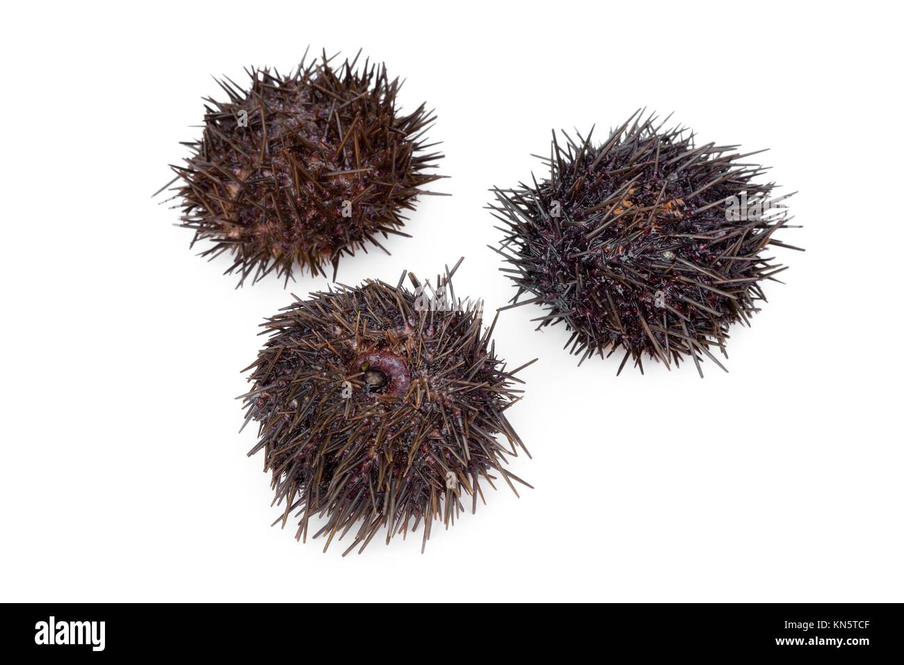 Frische seeigel -Fotos und -Bildmaterial in hoher Auflösung – Alamy