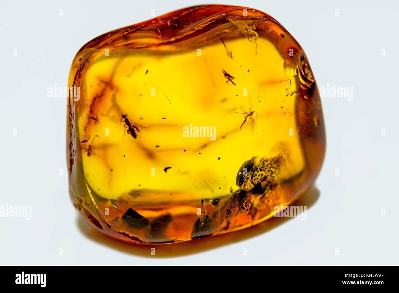 Bernstein mit insekten -Fotos und -Bildmaterial in hoher Auflösung – Alamy