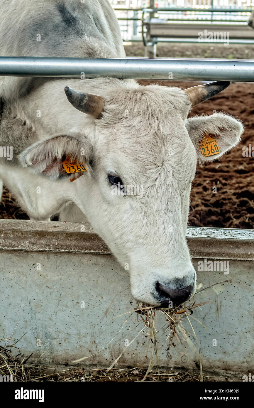 Mucca razza chianina -Fotos und -Bildmaterial in hoher Auflösung – Alamy