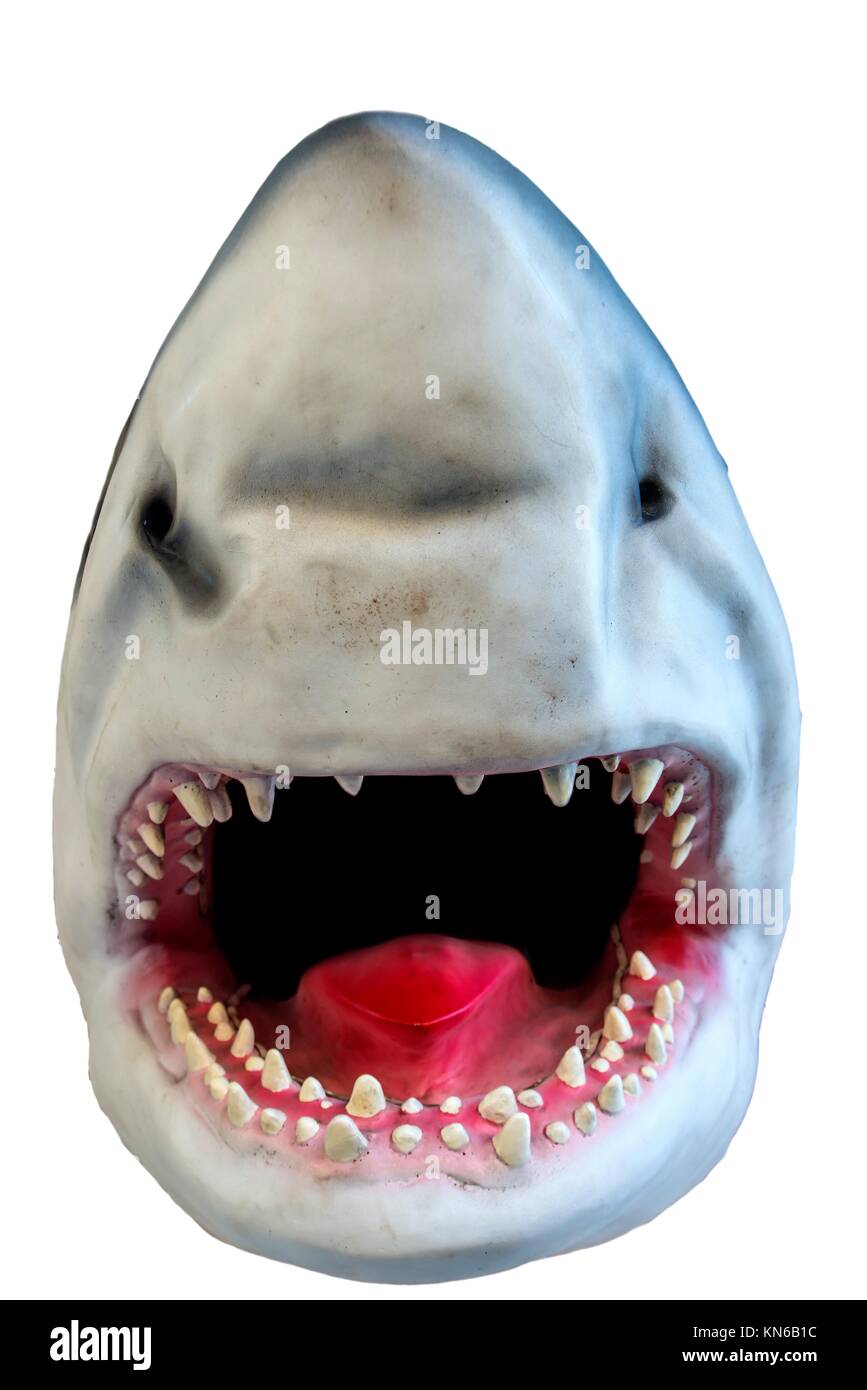 Großer Weißer Hai Stockfotos und -bilder Kaufen - Alamy