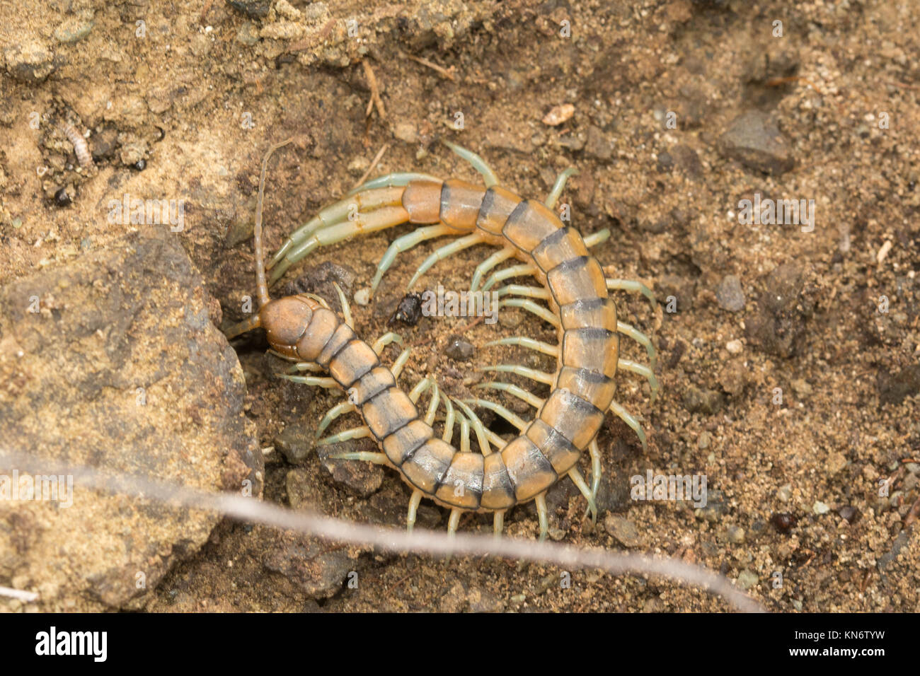 Nahaufnahme einer Megarian gebändert Tausendfüßler (Scolopendra ...