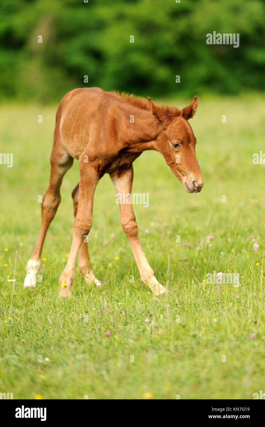 Baby pferd -Fotos und -Bildmaterial in hoher Auflösung – Alamy