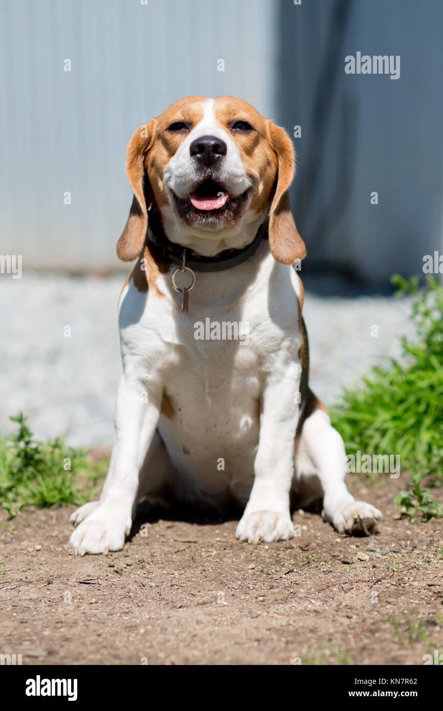 Beagle Hund im Alter von 2 Jahren sitzt auf dem Boden an einem sonnigen ...