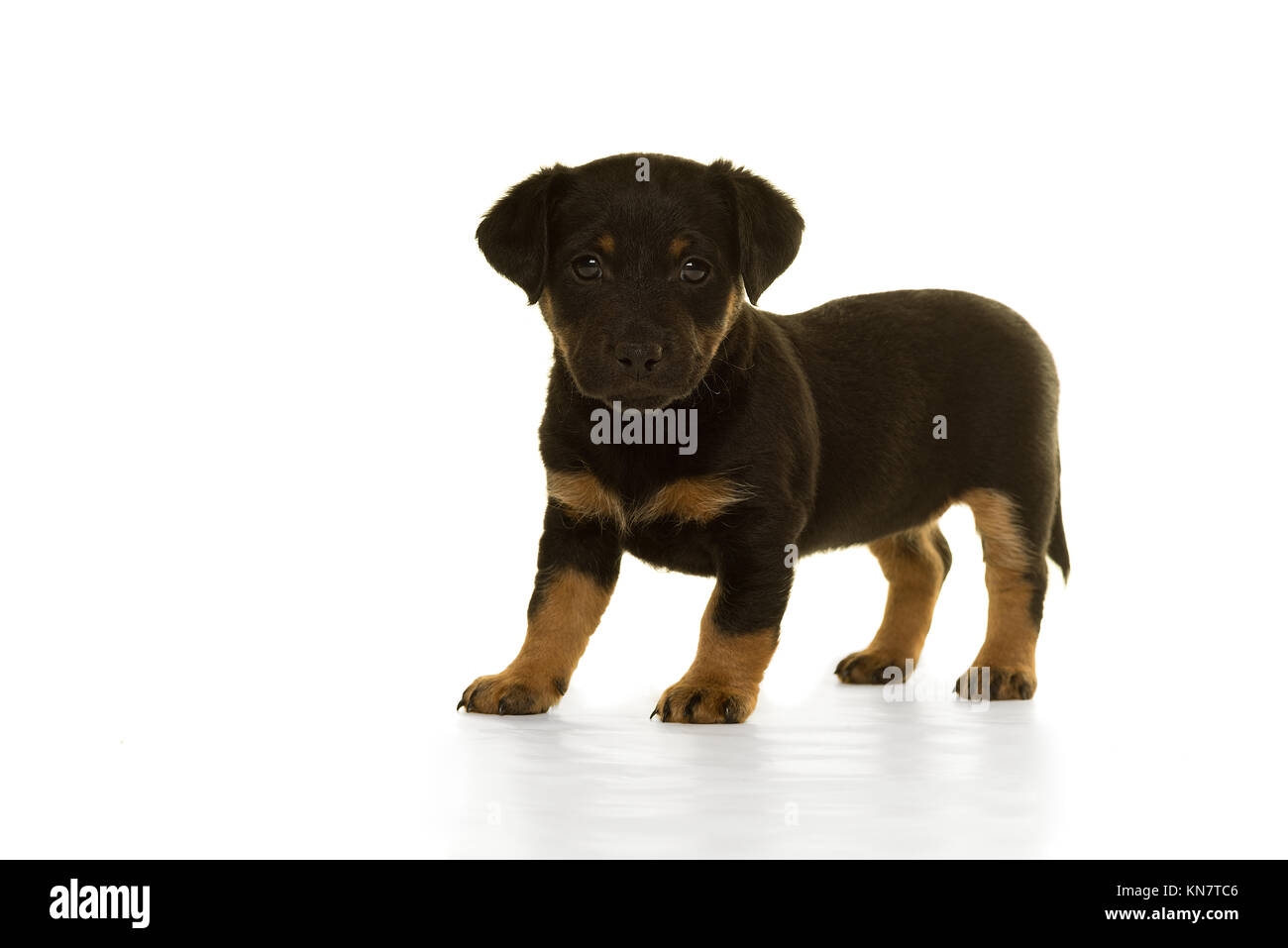 Schwarz und tan Jack Russel Welpe, sitzend auf einem Schaf Haut in ...
