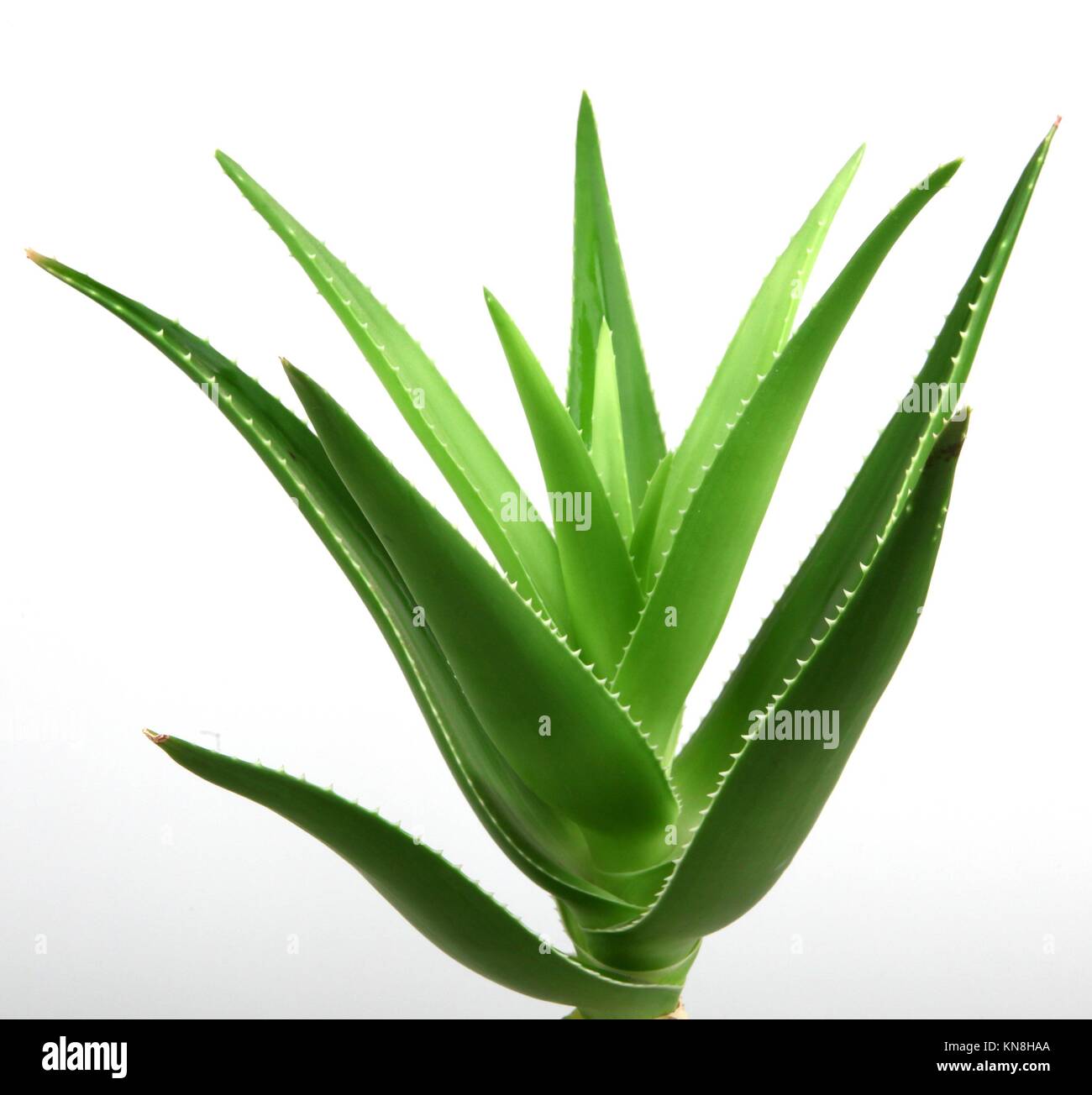 Aloe isoliert -Fotos und -Bildmaterial in hoher Auflösung – Alamy