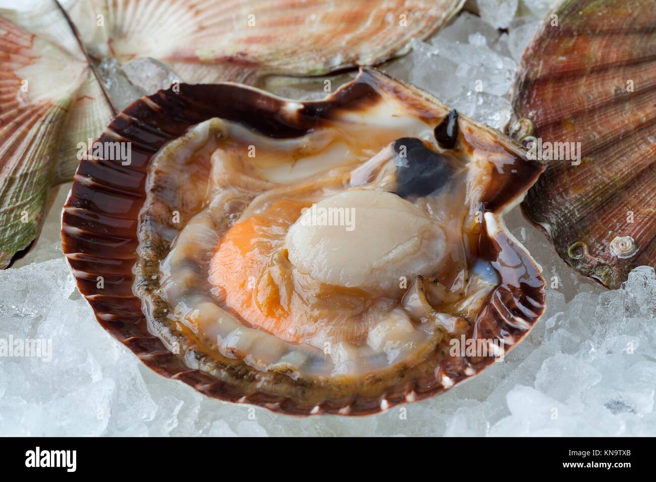 Rohe jakobsmuschel -Fotos und -Bildmaterial in hoher Auflösung – Alamy