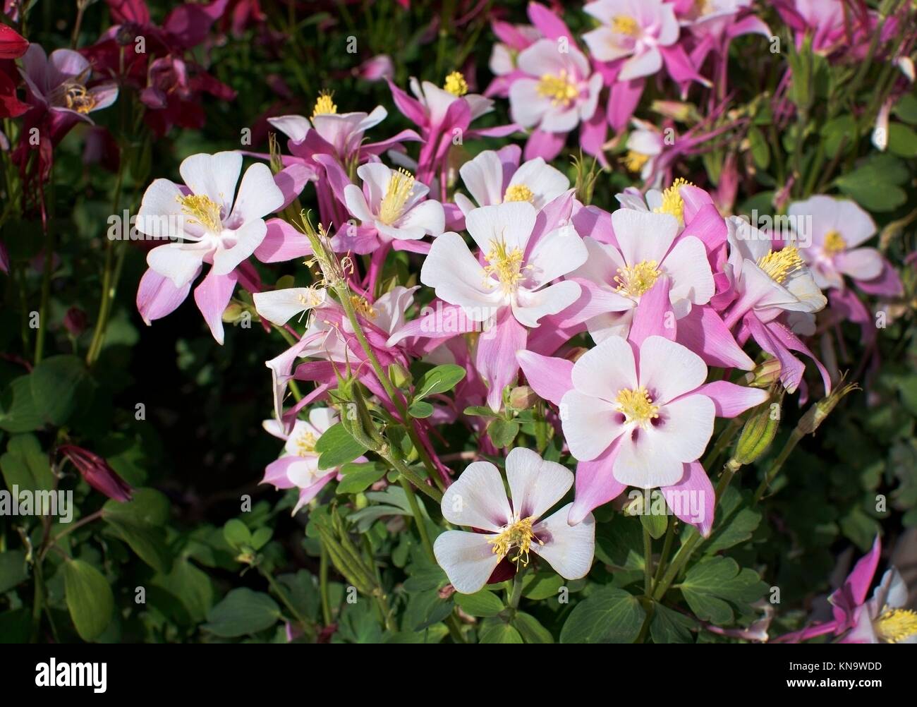 Flower rose red black white -Fotos und -Bildmaterial in hoher Auflösung ...