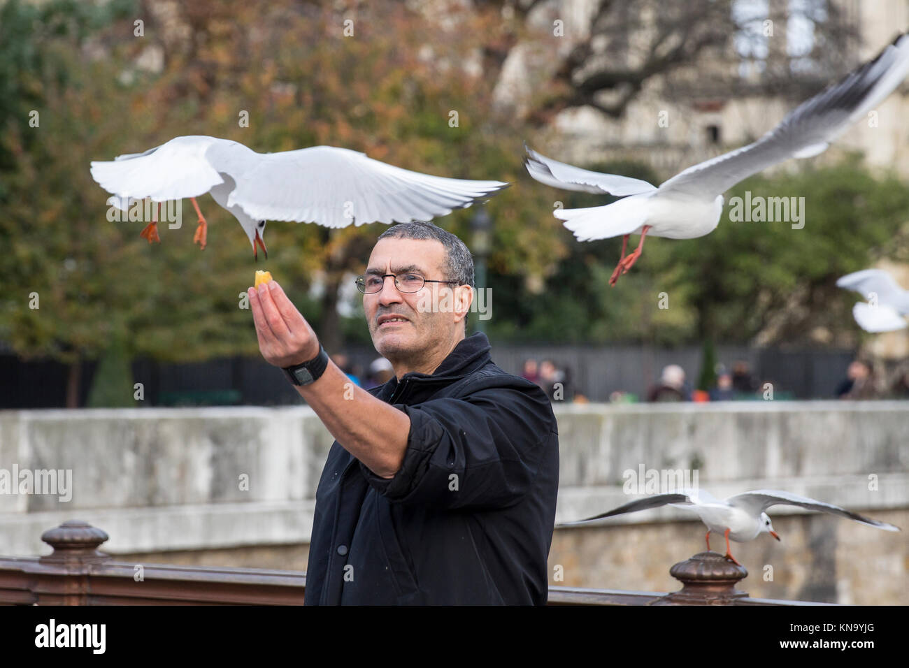 Pariser taube -Fotos und -Bildmaterial in hoher Auflösung – Alamy