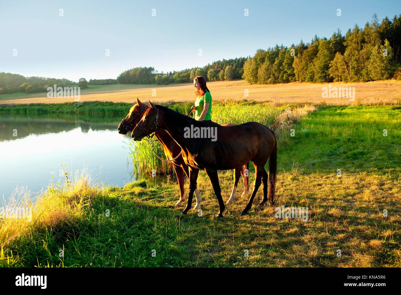 Pferde im see -Fotos und -Bildmaterial in hoher Auflösung – Alamy