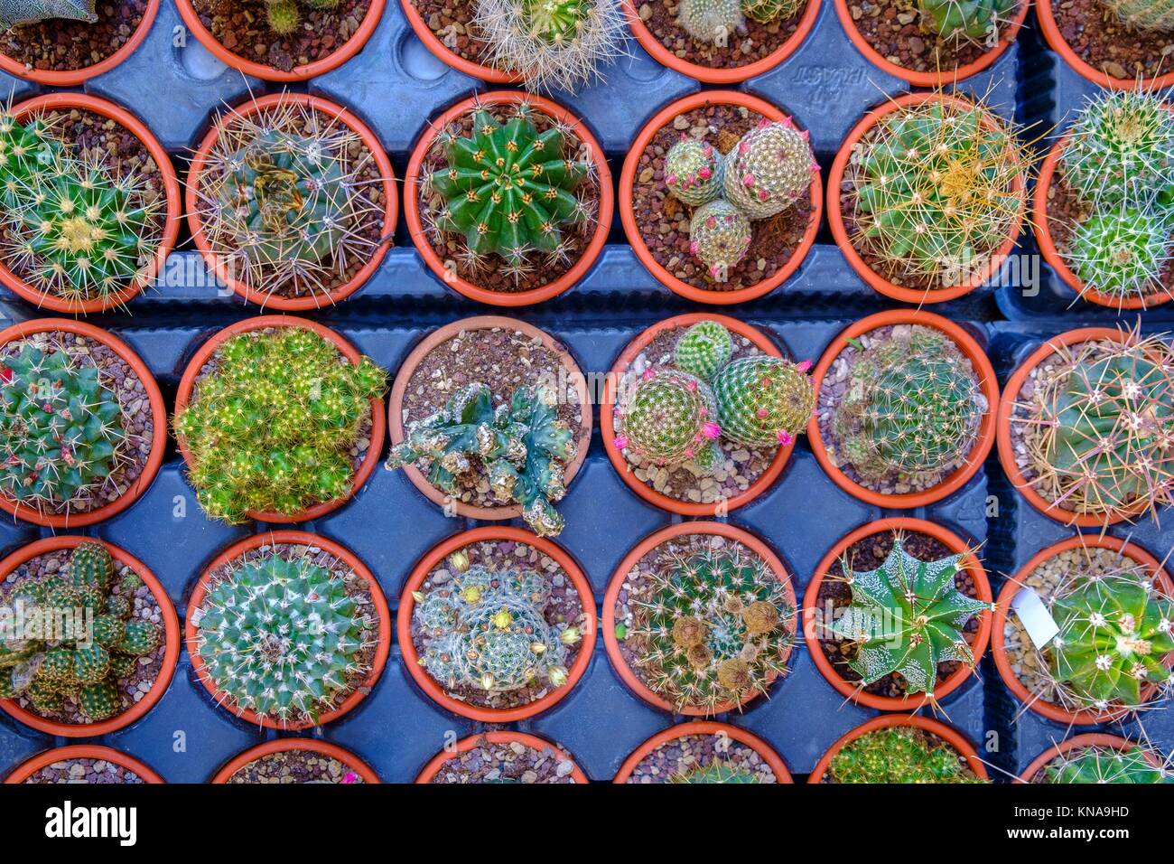 Cactus market cactus -Fotos und -Bildmaterial in hoher Auflösung – Alamy