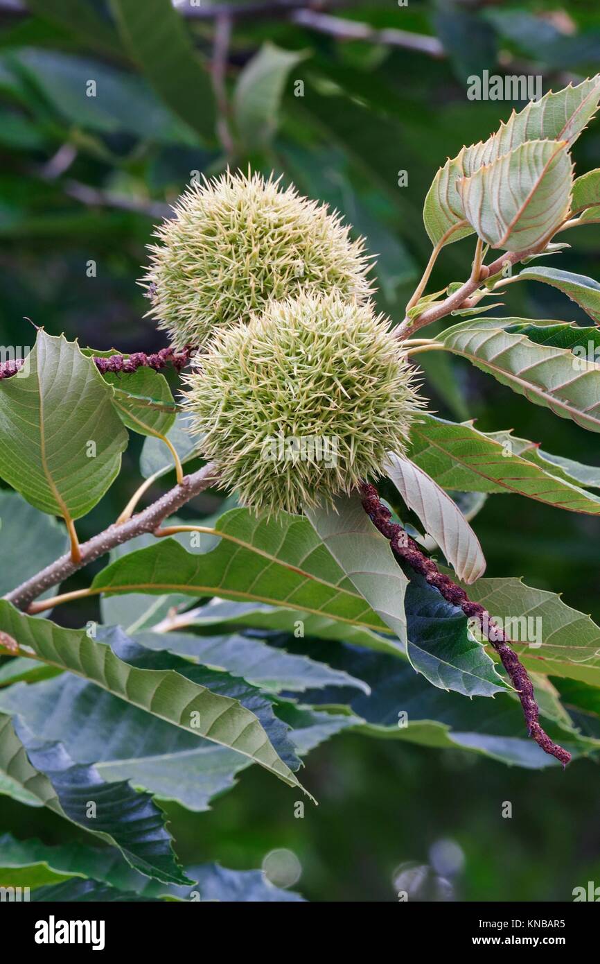 American Chestnut Castanea Dentata Stockfotos und -bilder Kaufen - Alamy