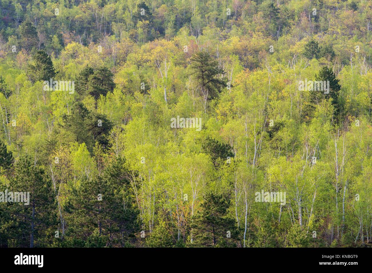 Mischwald im mixed forest in -Fotos und -Bildmaterial in hoher ...