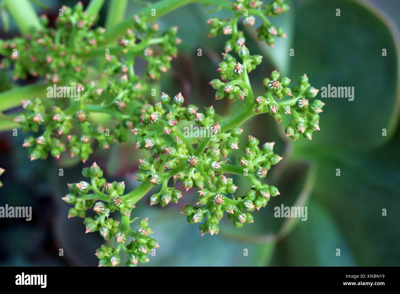 Edle blume -Fotos und -Bildmaterial in hoher Auflösung – Alamy