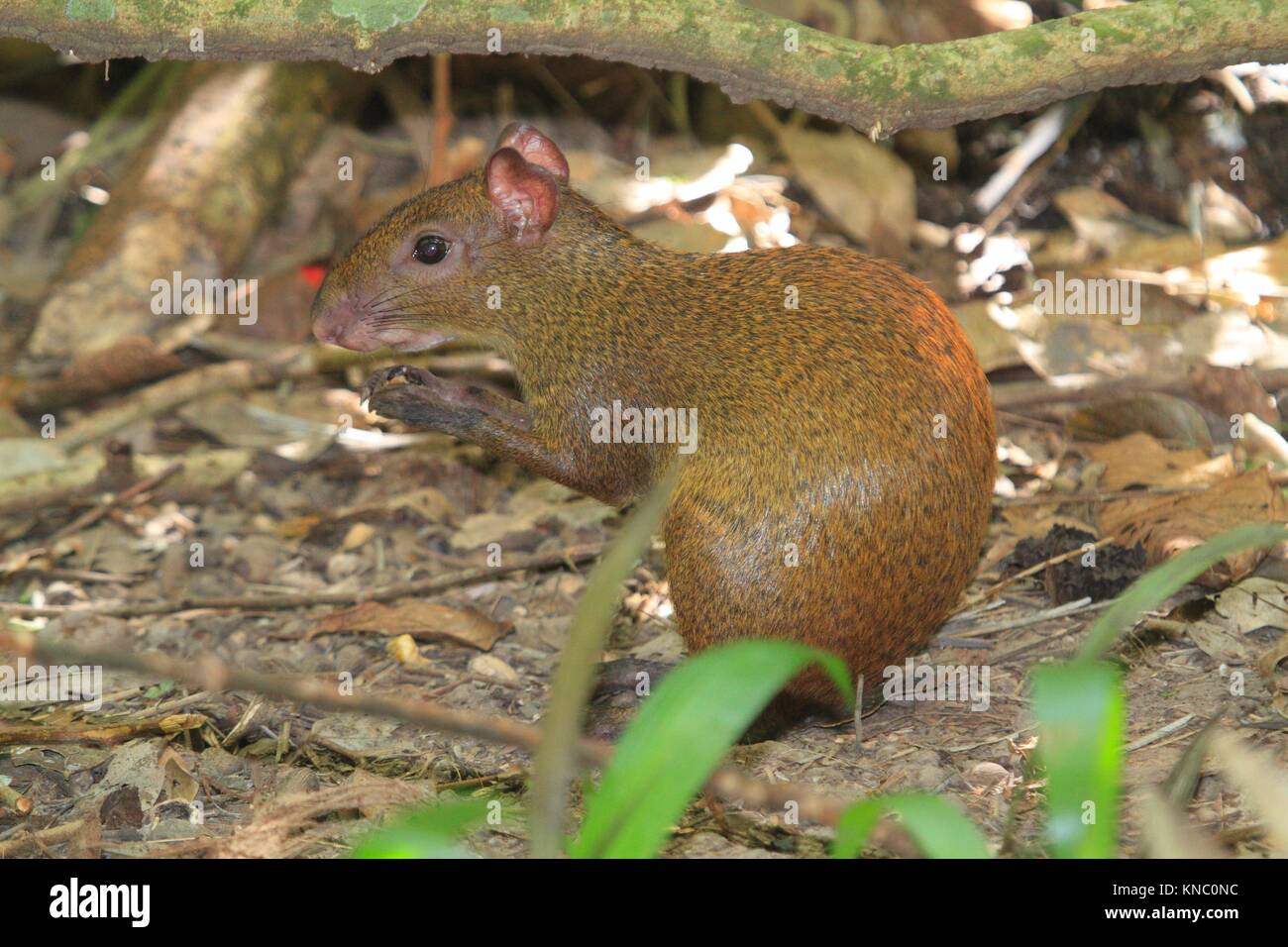Wildes aguti -Fotos und -Bildmaterial in hoher Auflösung – Alamy