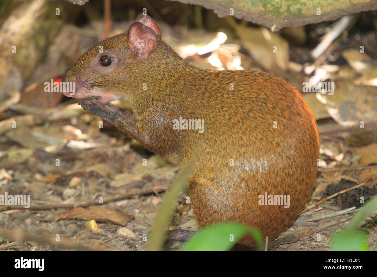 Un-Aguti, (Dasyprocta punctata). Parque Nacional de Corcovados ...