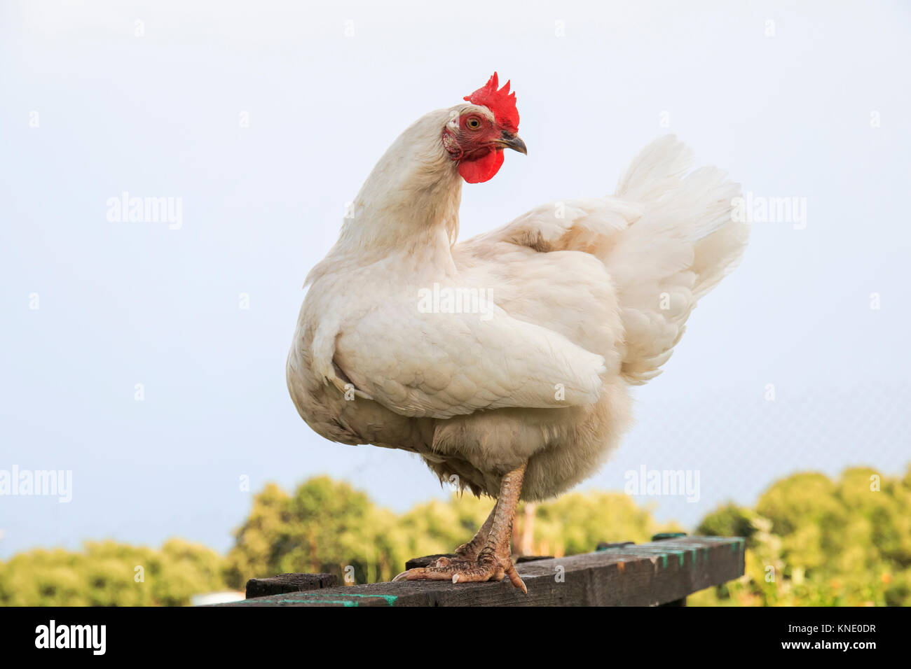 Cute funny Huhn stehend auf dem Hof des Dorfes an der Straße nach Roost ...