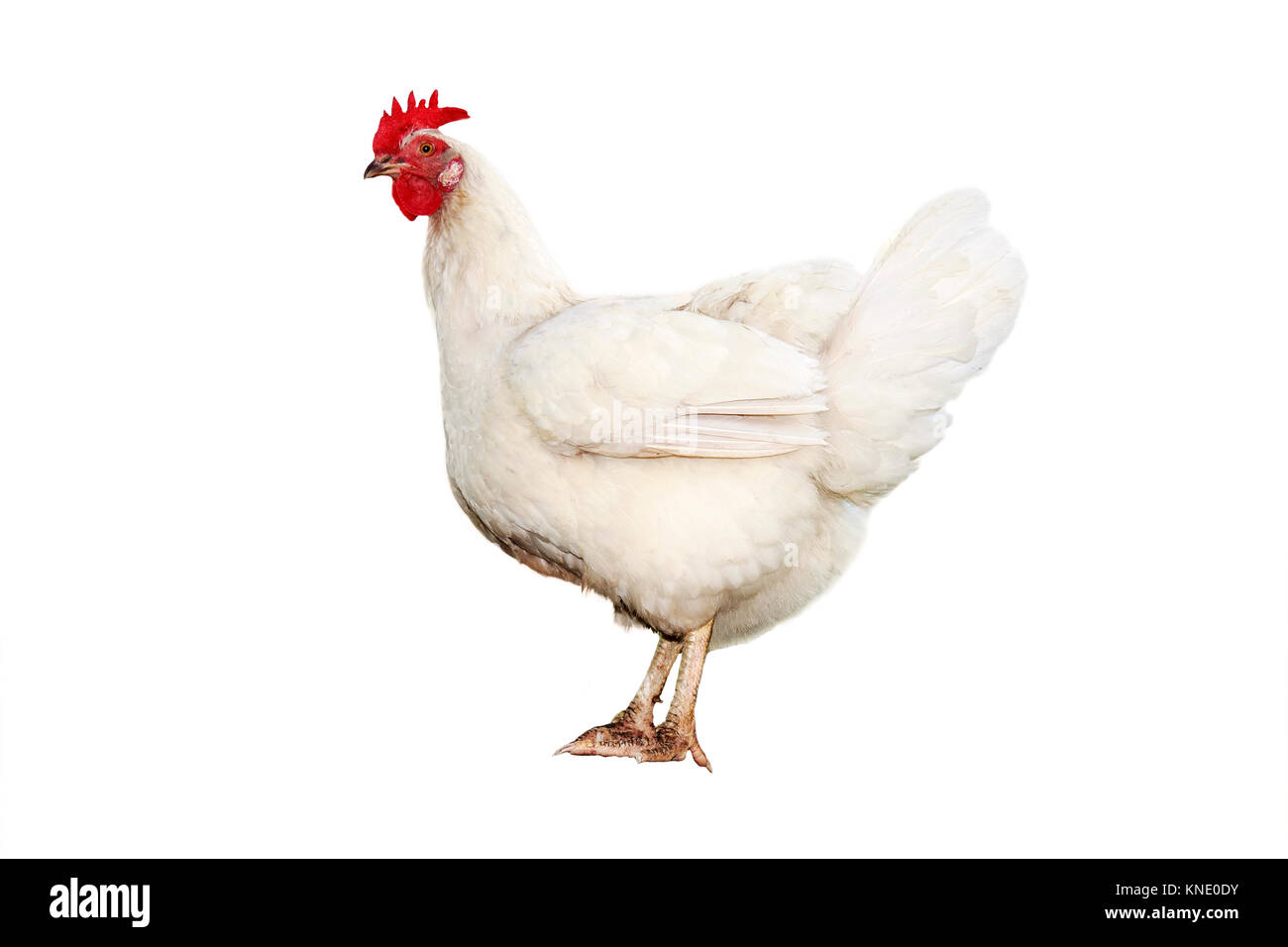 Lustiges Huhn Stockfotos & Lustiges Huhn Bilder - Alamy