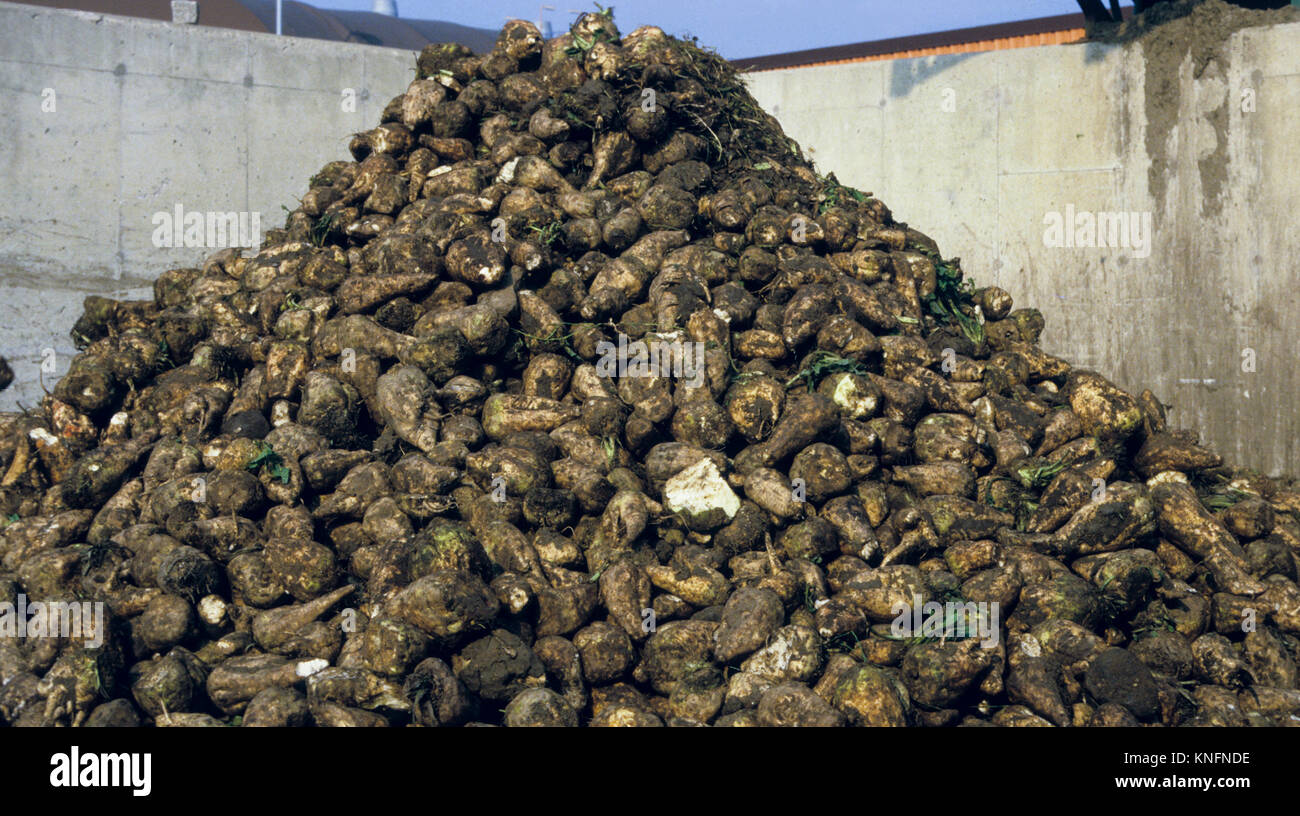 Sugar Beets Sugar Factory Stockfotos und -bilder Kaufen - Alamy