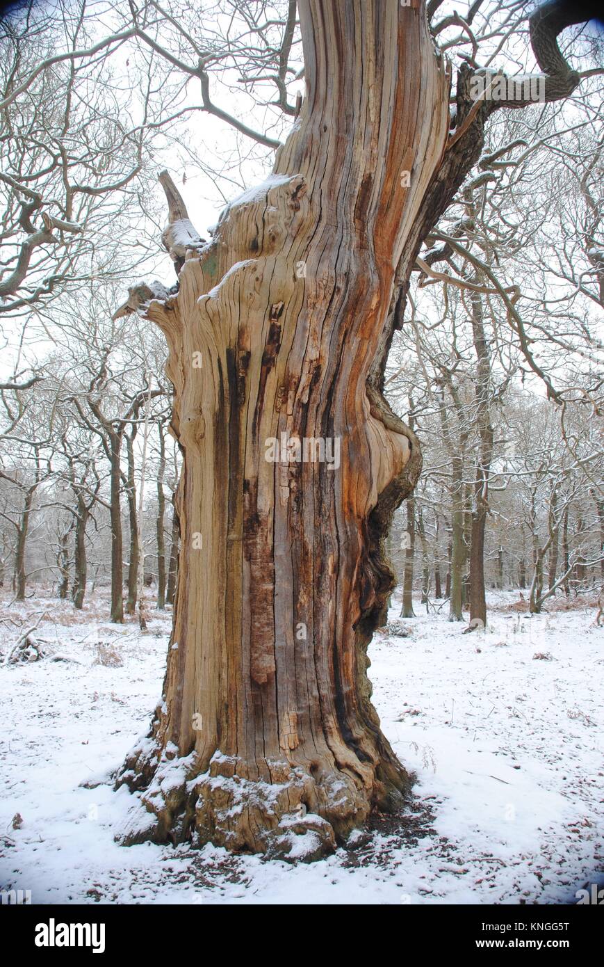 Die alten Eichen von Sherwood Forest. Der Heimat von Robin Hood ...