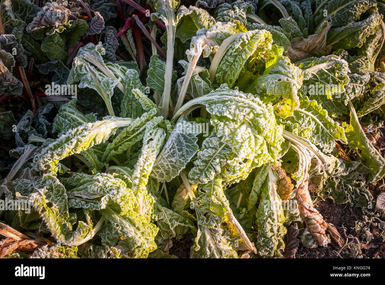 Epf neet -Fotos und -Bildmaterial in hoher Auflösung – Alamy