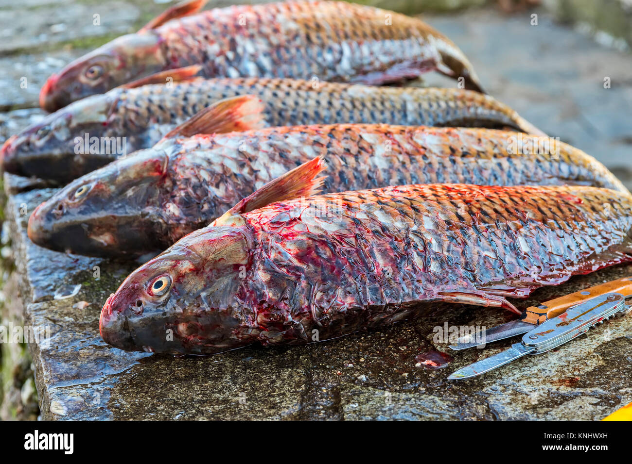 Close-up frischen Fisch Cyprinus carpio vom See Kerkini, Griechenland ...