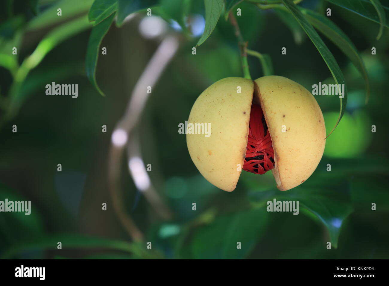 Der muskatbaum -Fotos und -Bildmaterial in hoher Auflösung – Alamy