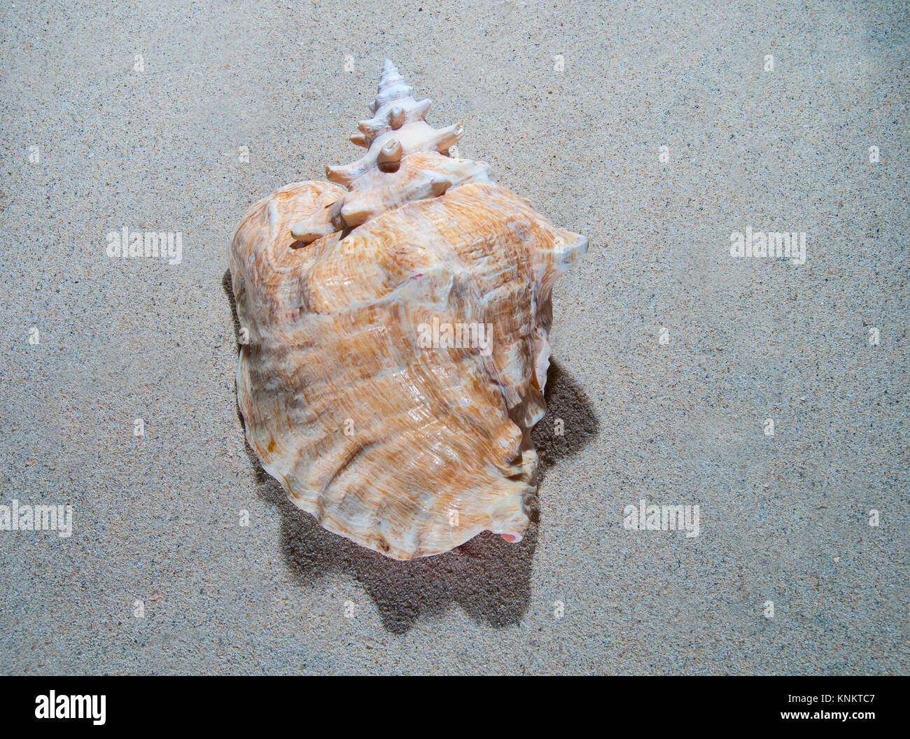 Caracol burro -Fotos und -Bildmaterial in hoher Auflösung – Alamy
