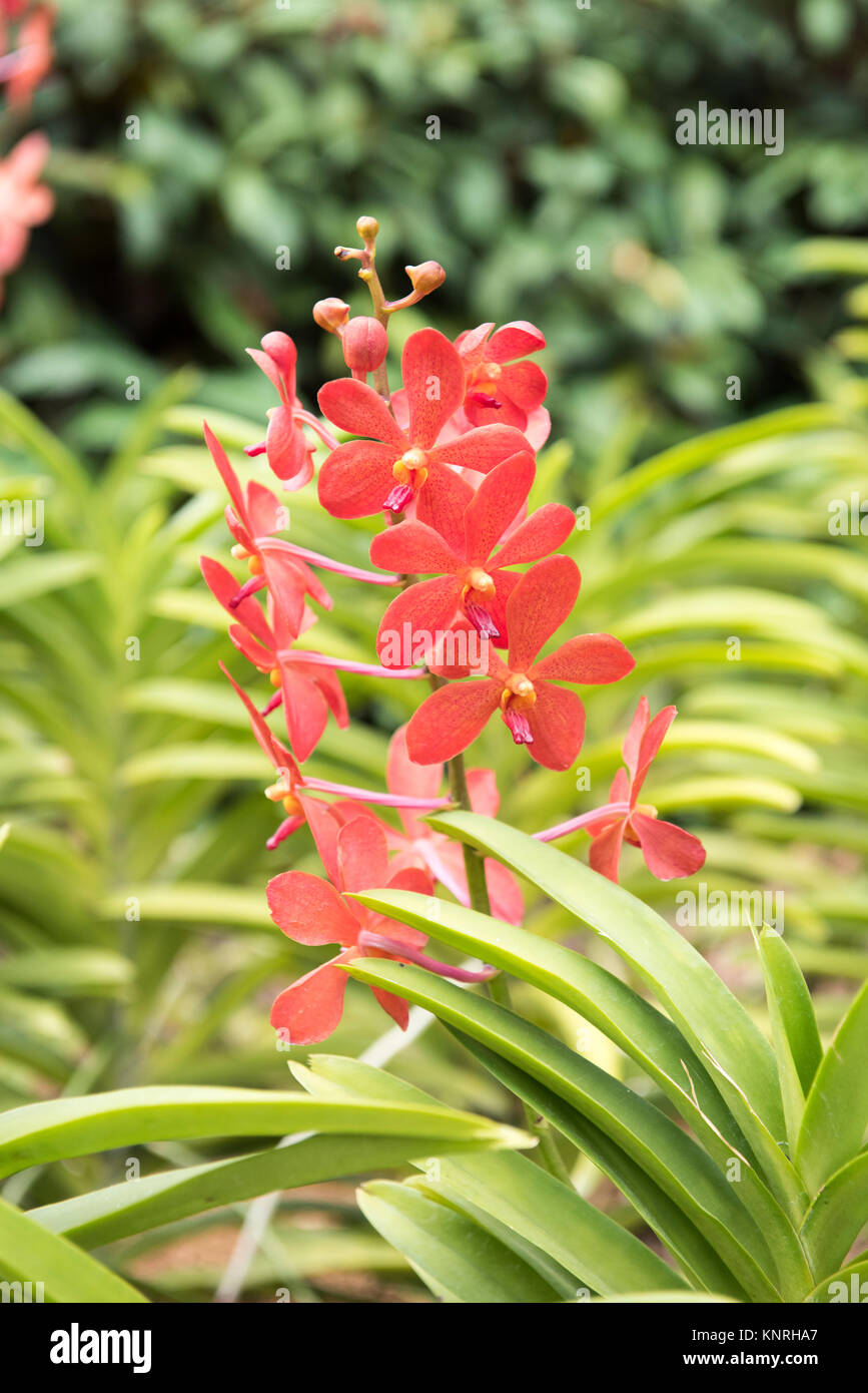 Orchidee aranda sumalee -Fotos und -Bildmaterial in hoher Auflösung – Alamy