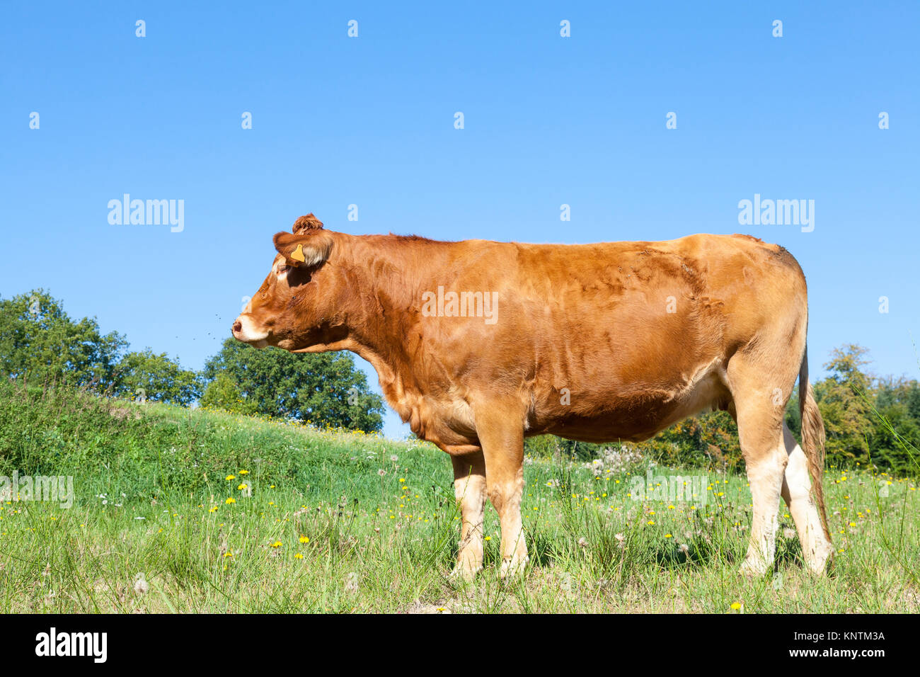 Fliegt auf rinder -Fotos und -Bildmaterial in hoher Auflösung – Alamy