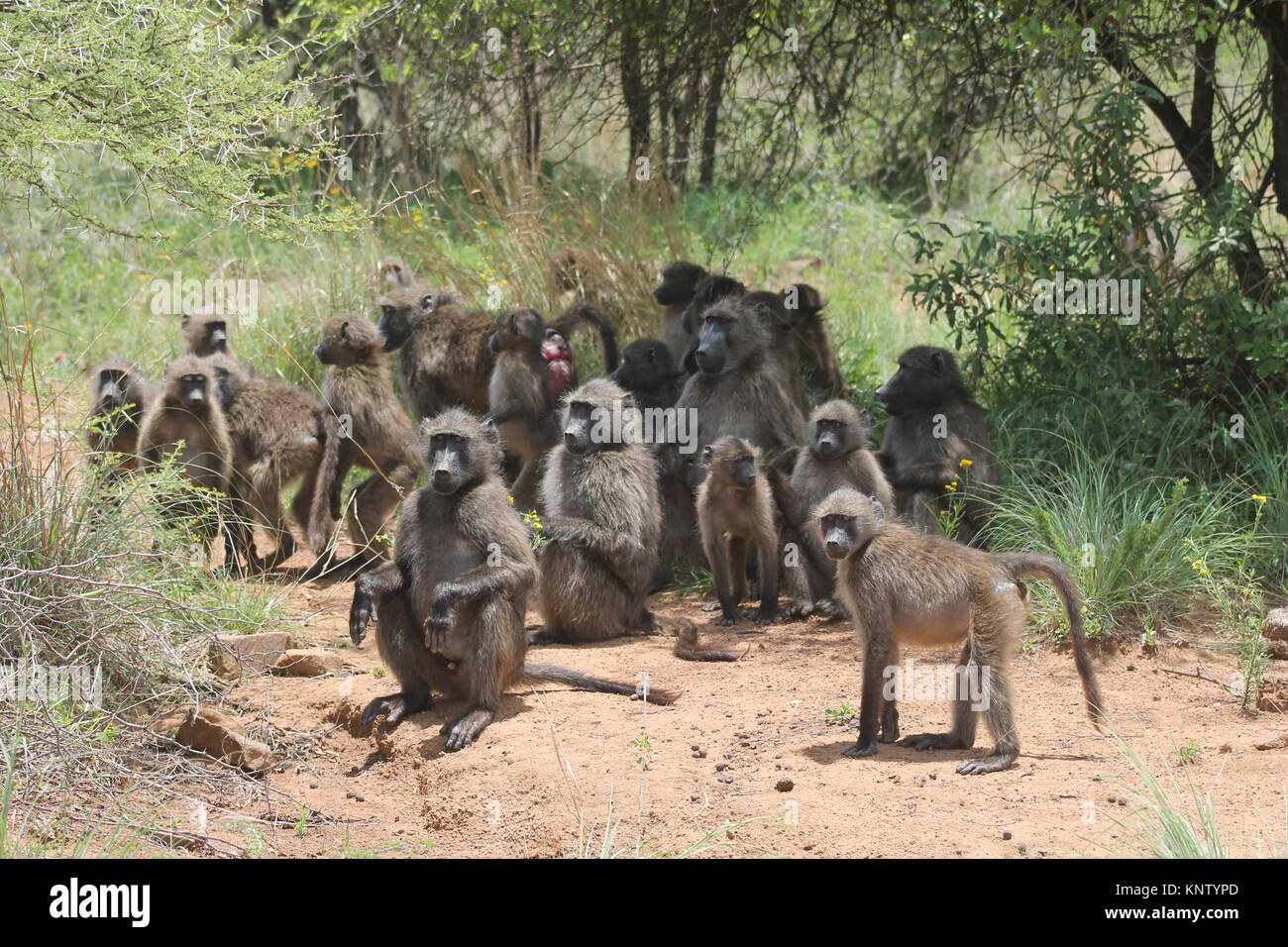 Afrikanische Paviane Stockfotos und -bilder Kaufen - Alamy