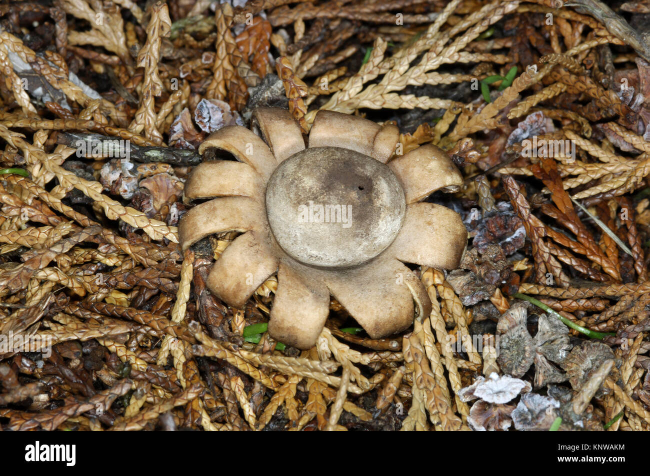 Geastrum floriforme -Fotos und -Bildmaterial in hoher Auflösung – Alamy