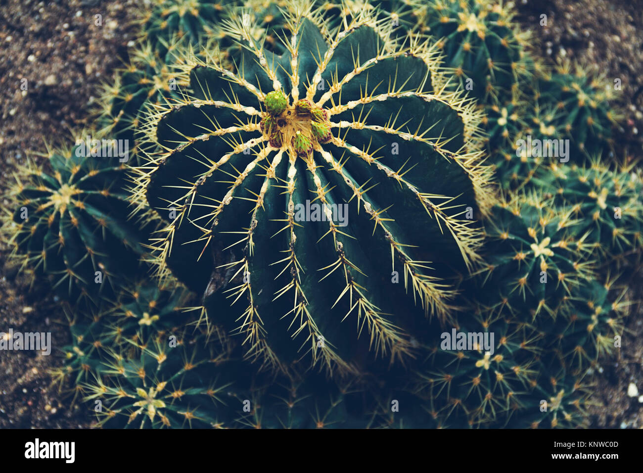 Cactus Top View Stockfotografie - Alamy