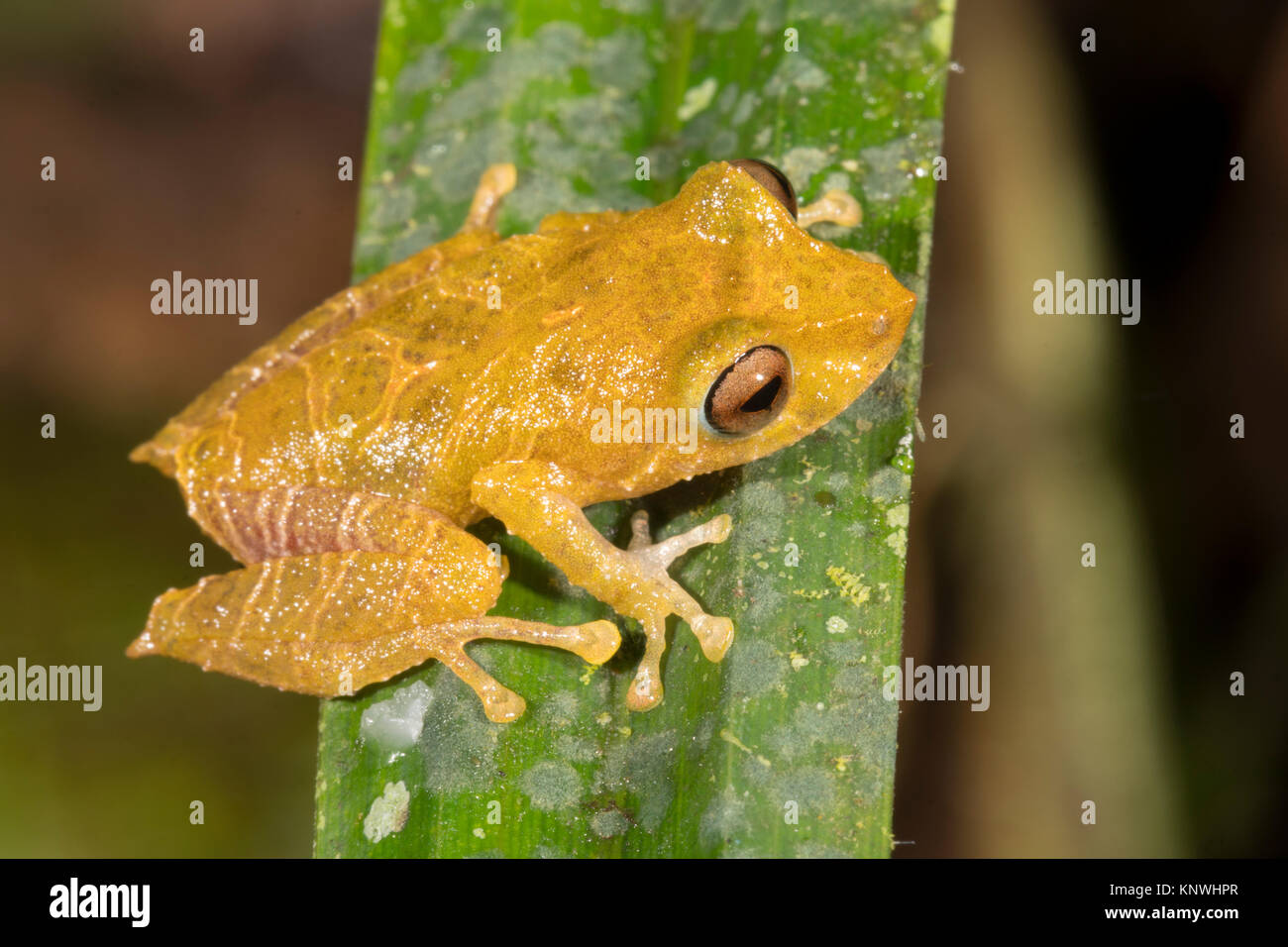Rio Coca Räuber Frosch (Pristimantis quaquaversus) montane Regenwald in ...