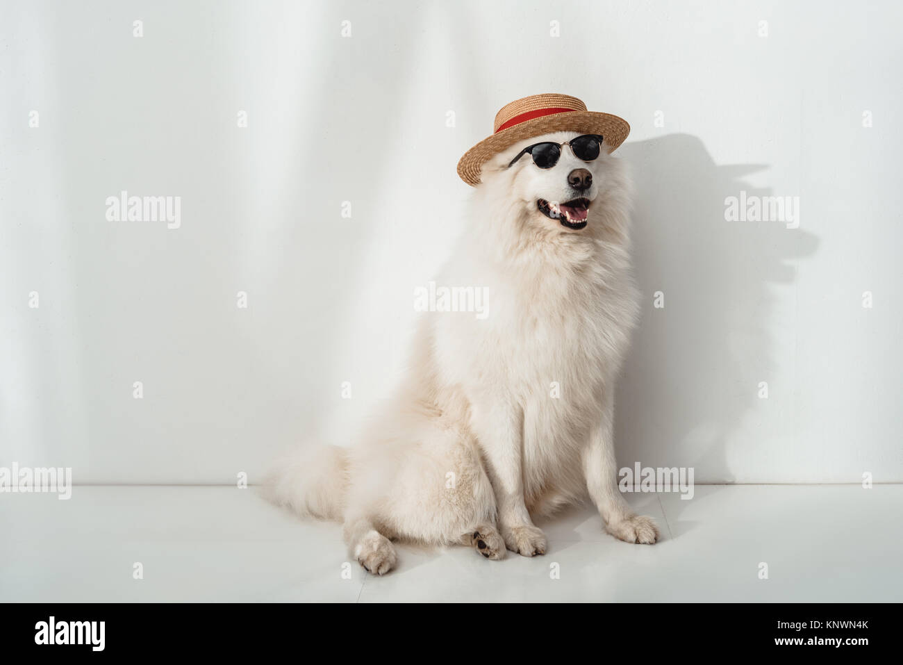 Hund in Hut und Sonnenbrille Stockfotografie - Alamy