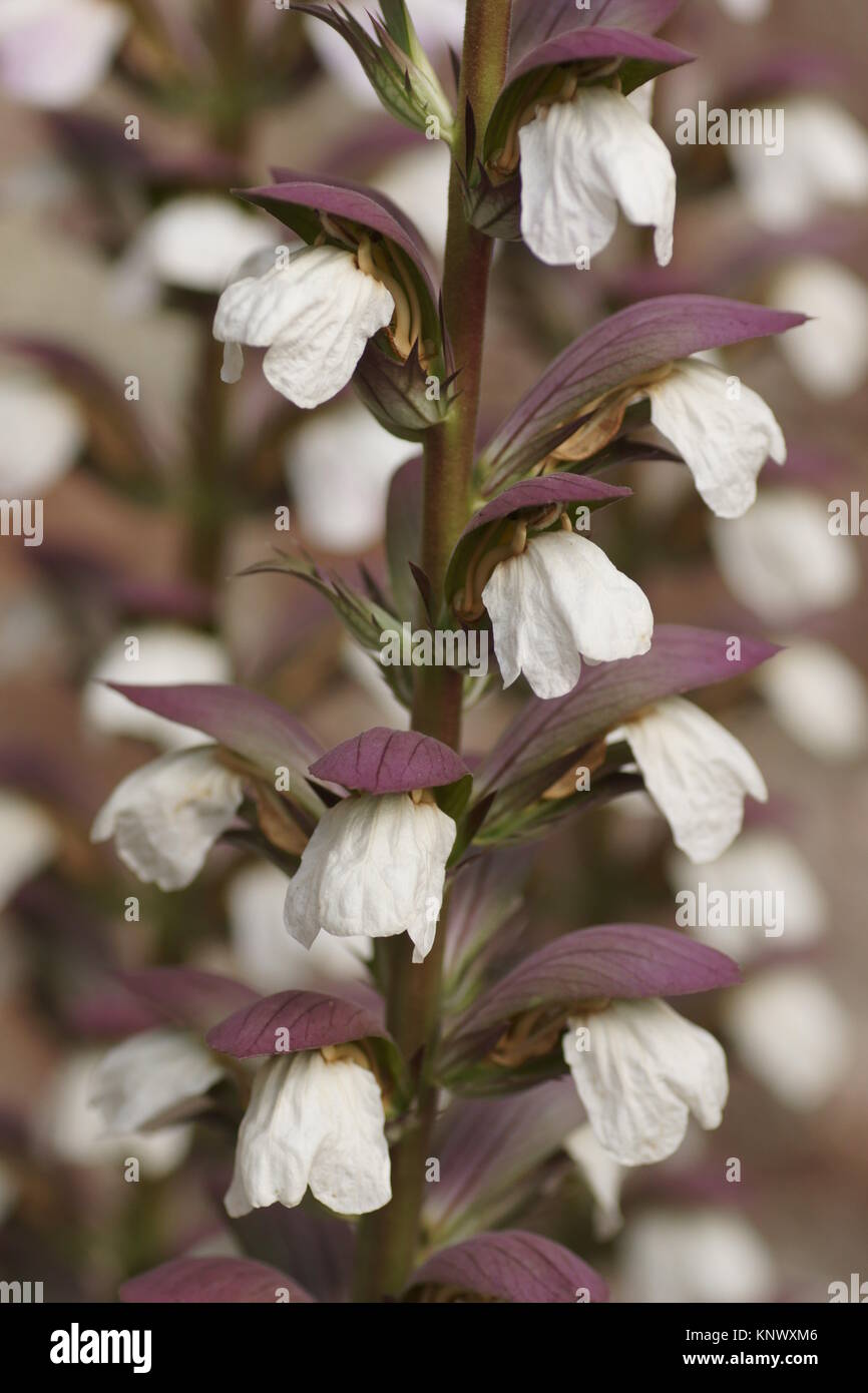 Acanthaceae acanthus -Fotos und -Bildmaterial in hoher Auflösung – Alamy