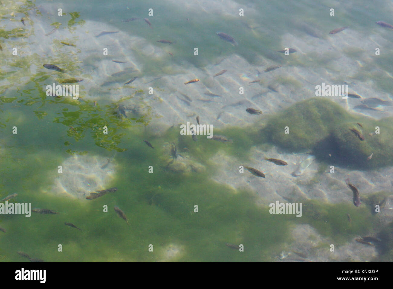 Oman Underwater Not Jordan Not Israel Stockfotos und -bilder Kaufen - Alamy