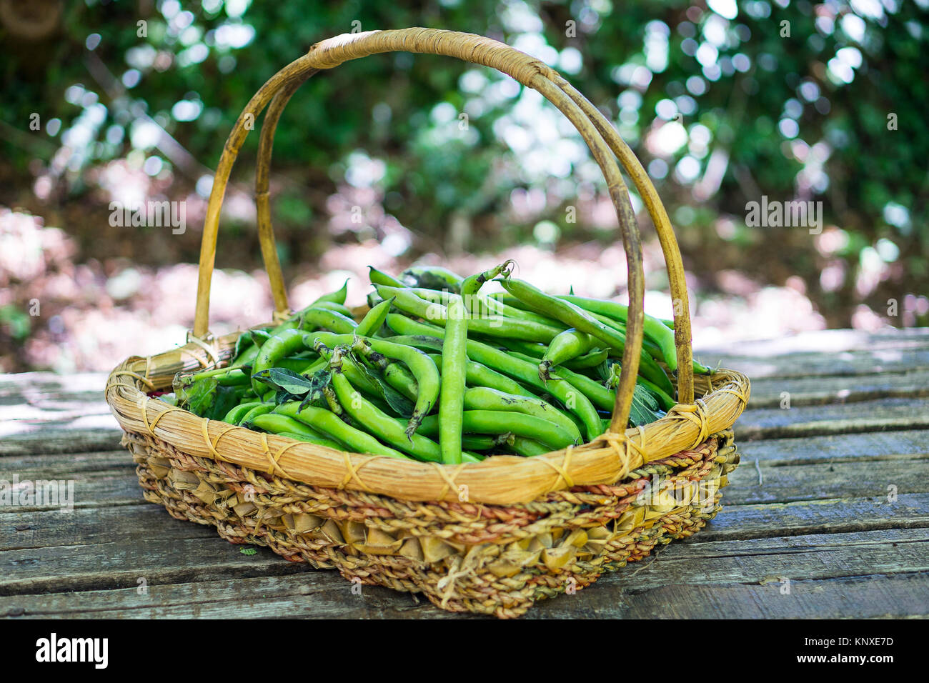 Bohnen breit -Fotos und -Bildmaterial in hoher Auflösung – Alamy