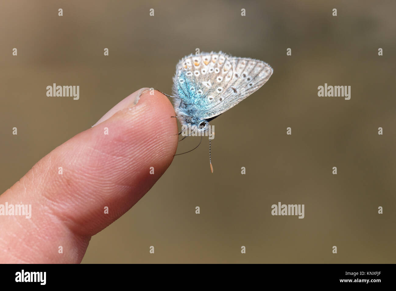 Fingerkuppe -Fotos und -Bildmaterial in hoher Auflösung – Alamy