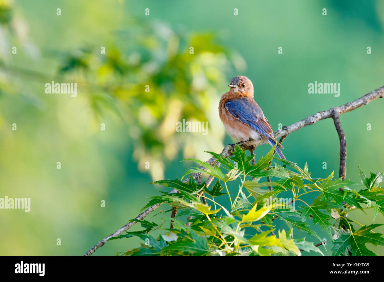 Ostdrossel im flug -Fotos und -Bildmaterial in hoher Auflösung – Alamy