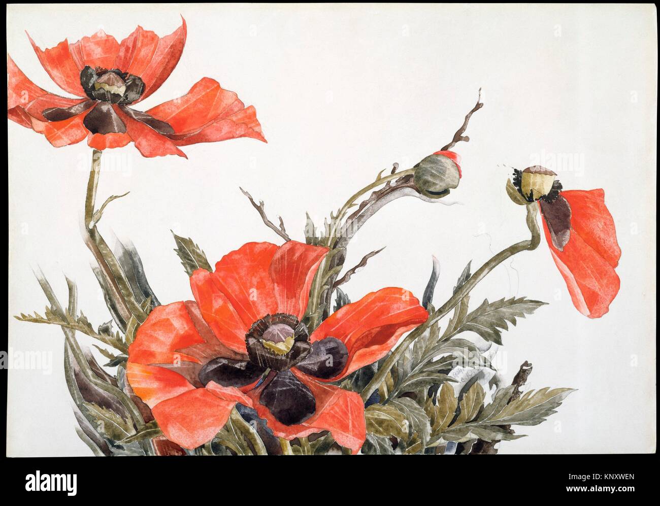 Aquarell mohn -Fotos und -Bildmaterial in hoher Auflösung – Alamy
