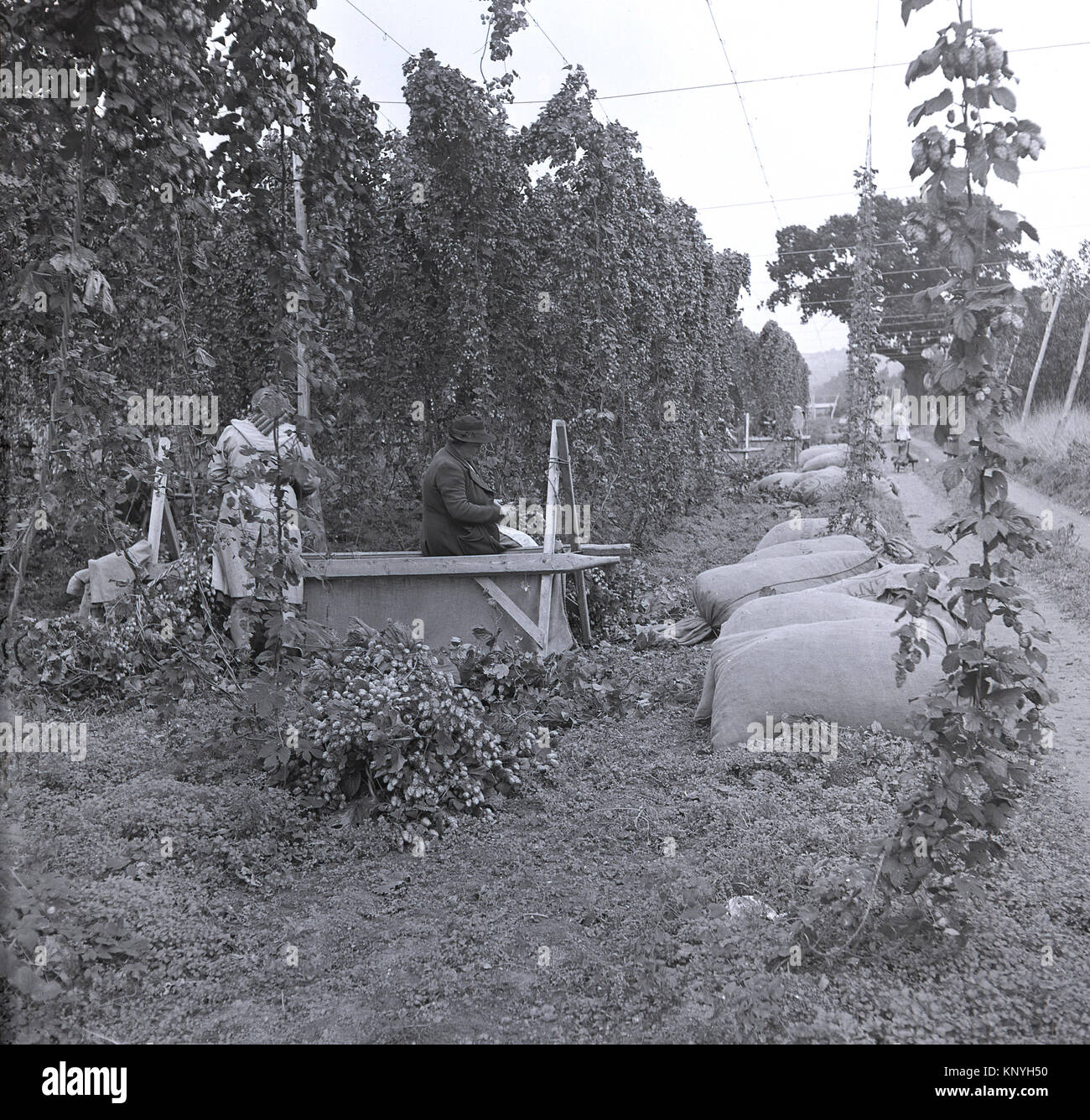 1950, historische, zwei weibliche Arbeitnehmer auf einem Hop Farm der ...