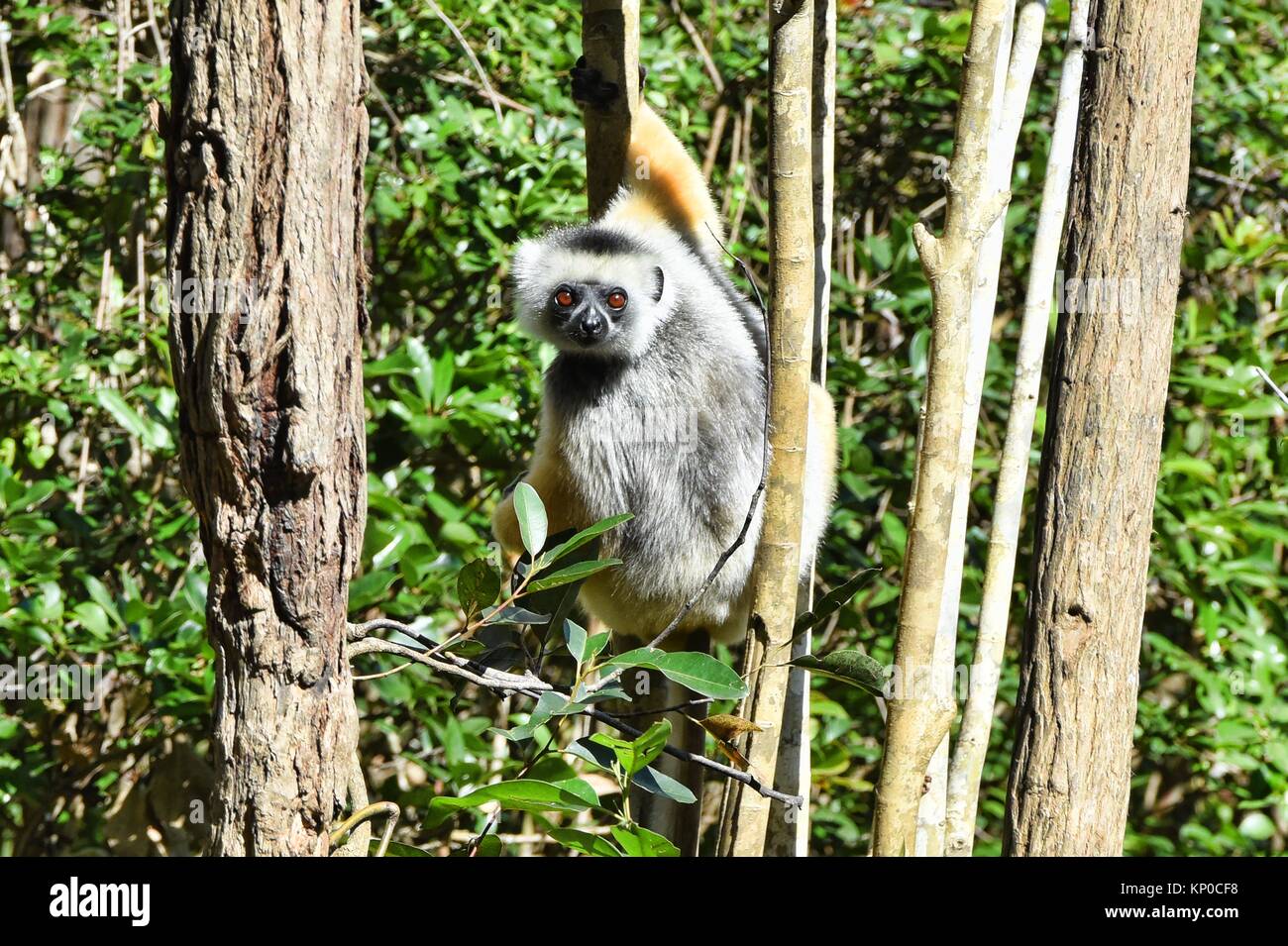 Propithecus diadema diadema -Fotos und -Bildmaterial in hoher Auflösung ...