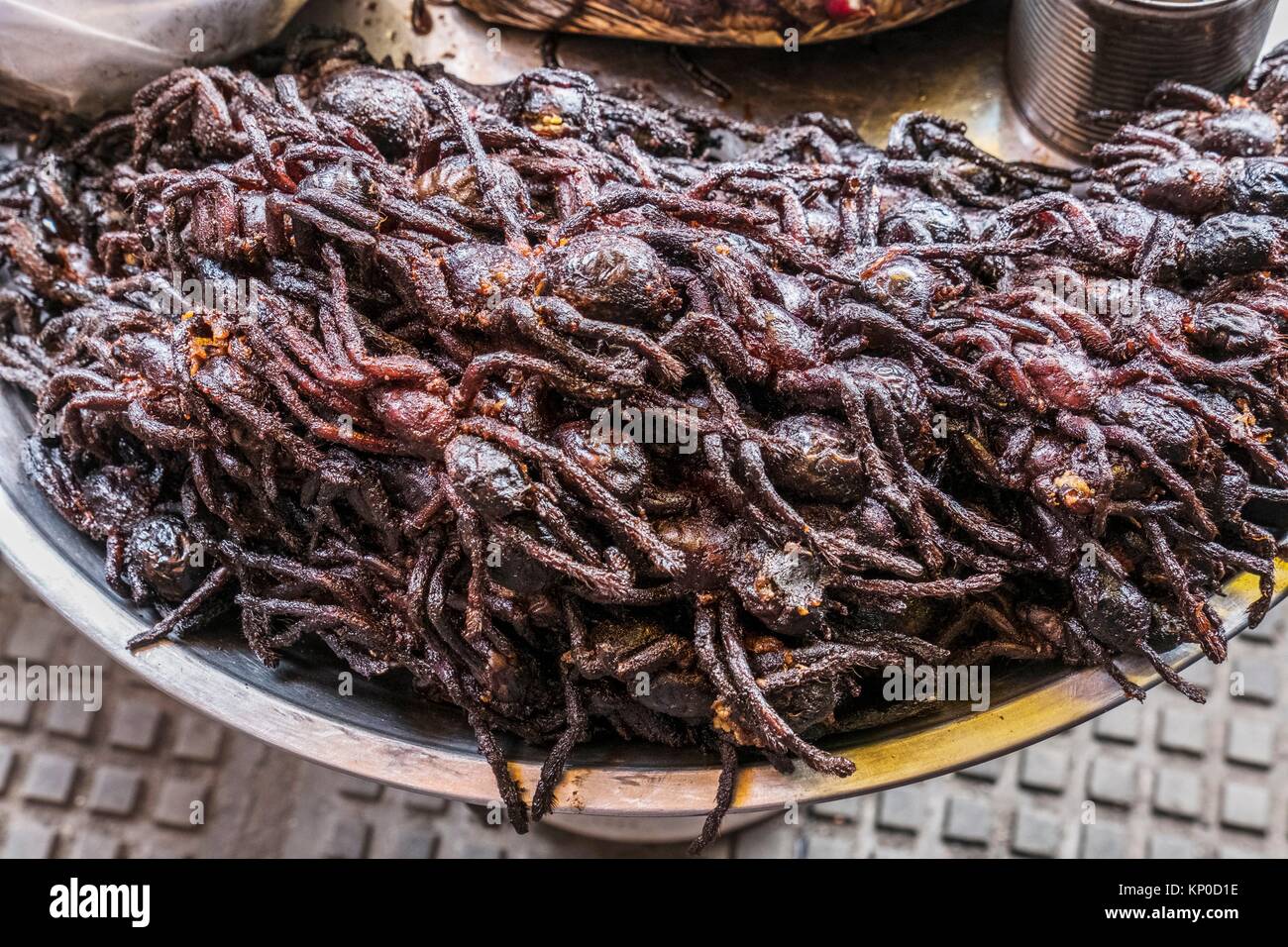Lycosa tarentula -Fotos und -Bildmaterial in hoher Auflösung – Alamy